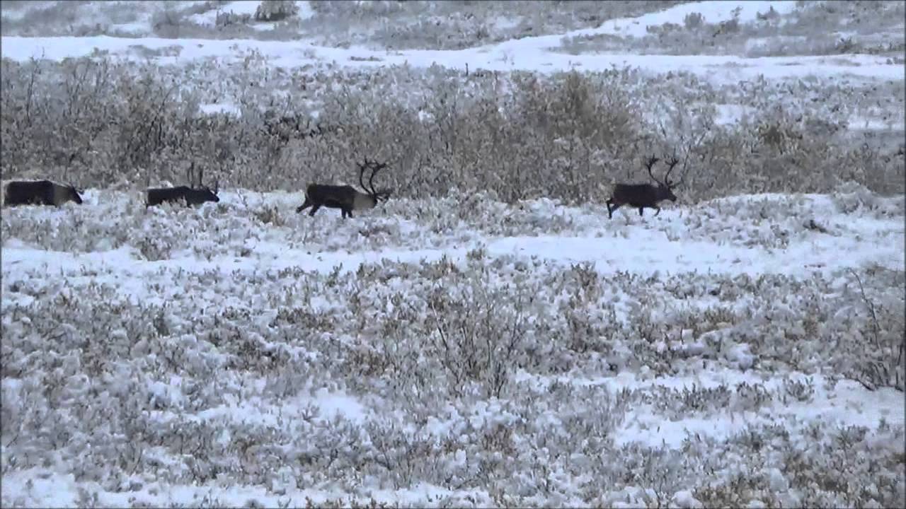 Brooks Range Caribou Hunt 2014 - YouTube
