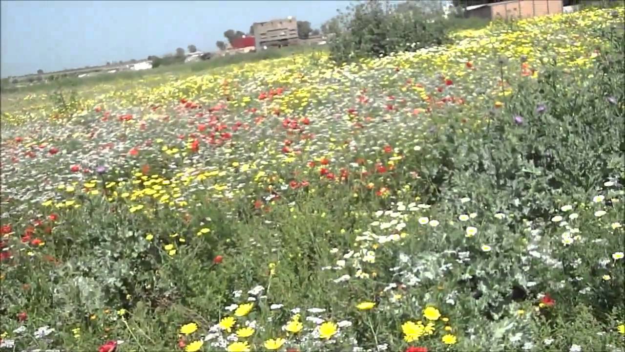 Sidi Mohamed ben rehal ,settat, maroc - YouTube