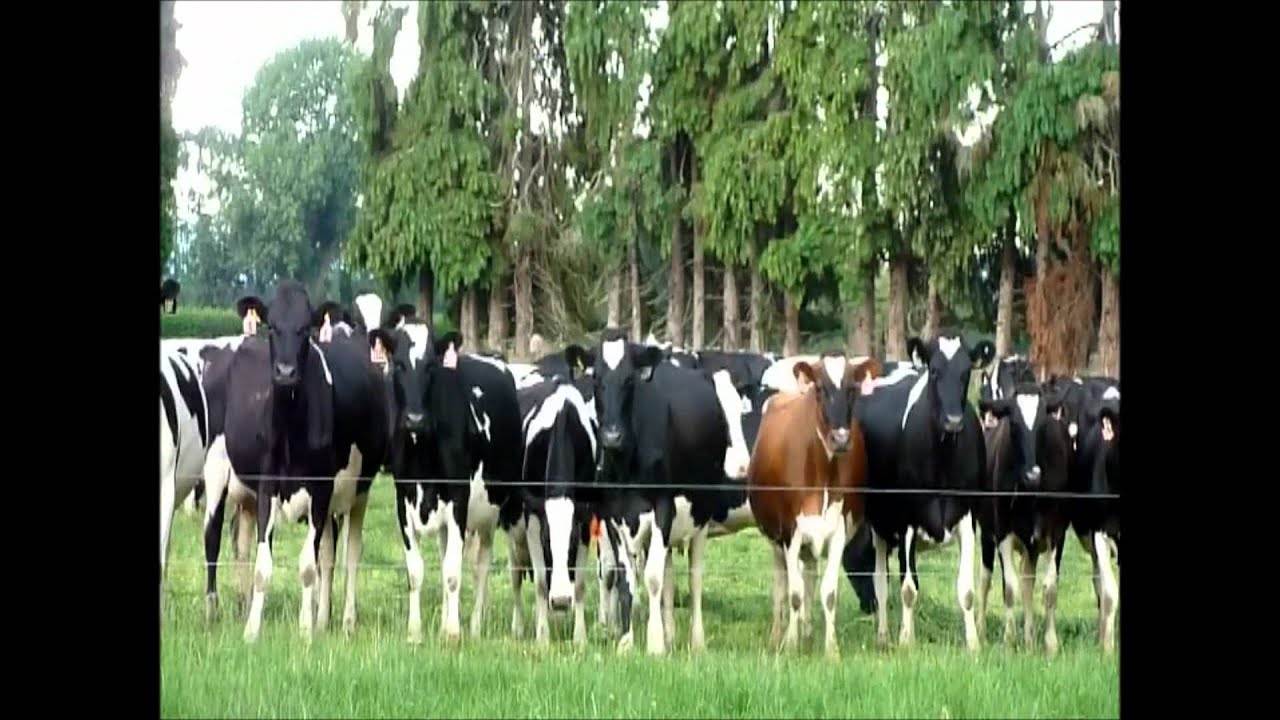 Cow concert - YouTube