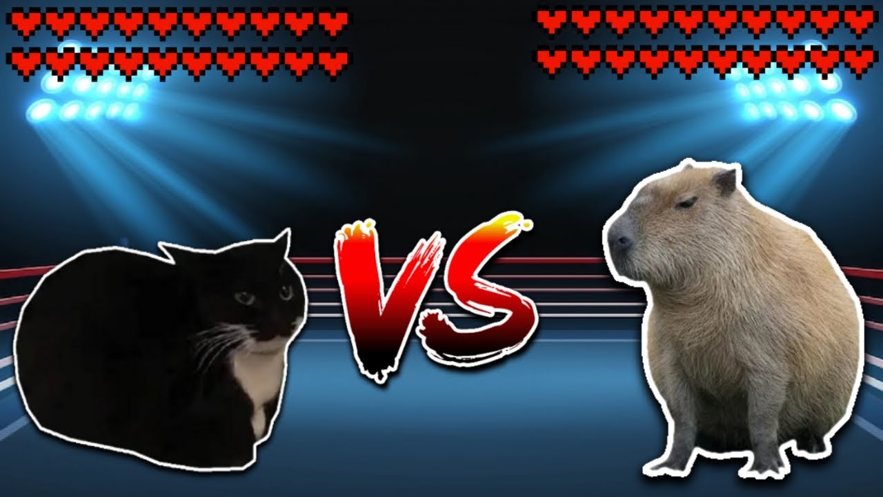 Maxwell cat vs Capybara! Meme battle - YouTube