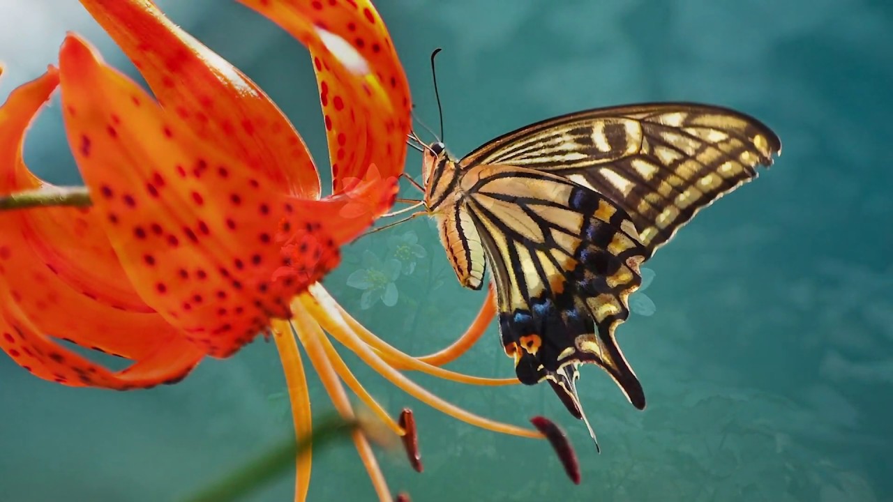 Peaceful Relaxing Insturmetnal music, Calm Meditation Music "Spring in ...