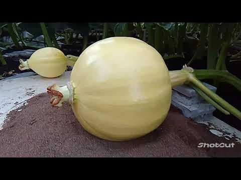 36. Как Правильно Поставить Тыкву Атлантический Гигант! # ...