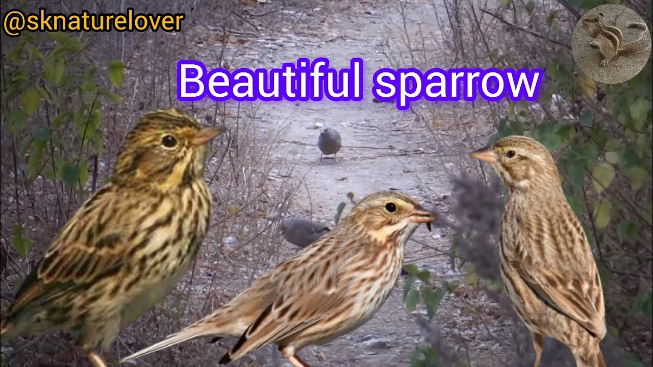 beautiful big sparrow Bird || 4kbirds video || amezing birds || natural ...