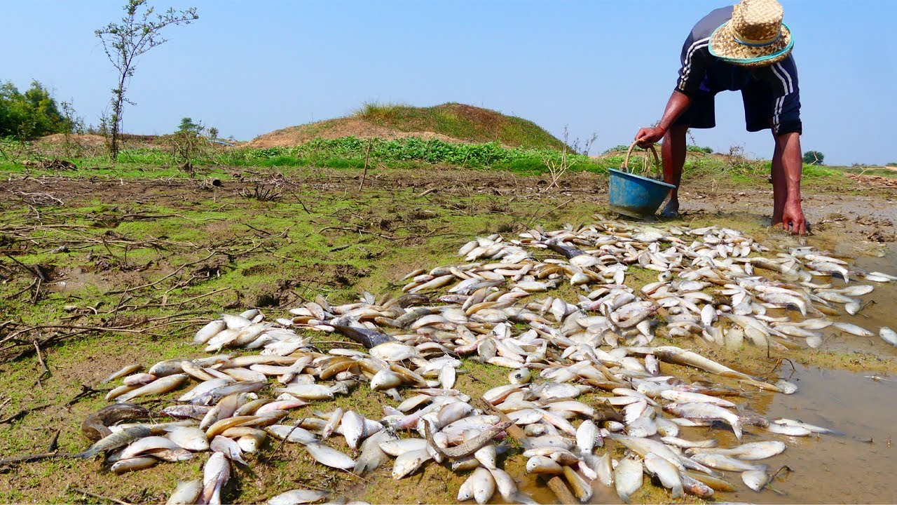 amazing fishing! A fisherman Catch a lot of fish die when Hot water at ...