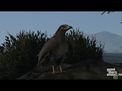 How to get the bird for the director mode glitch gta 5 - YouTube