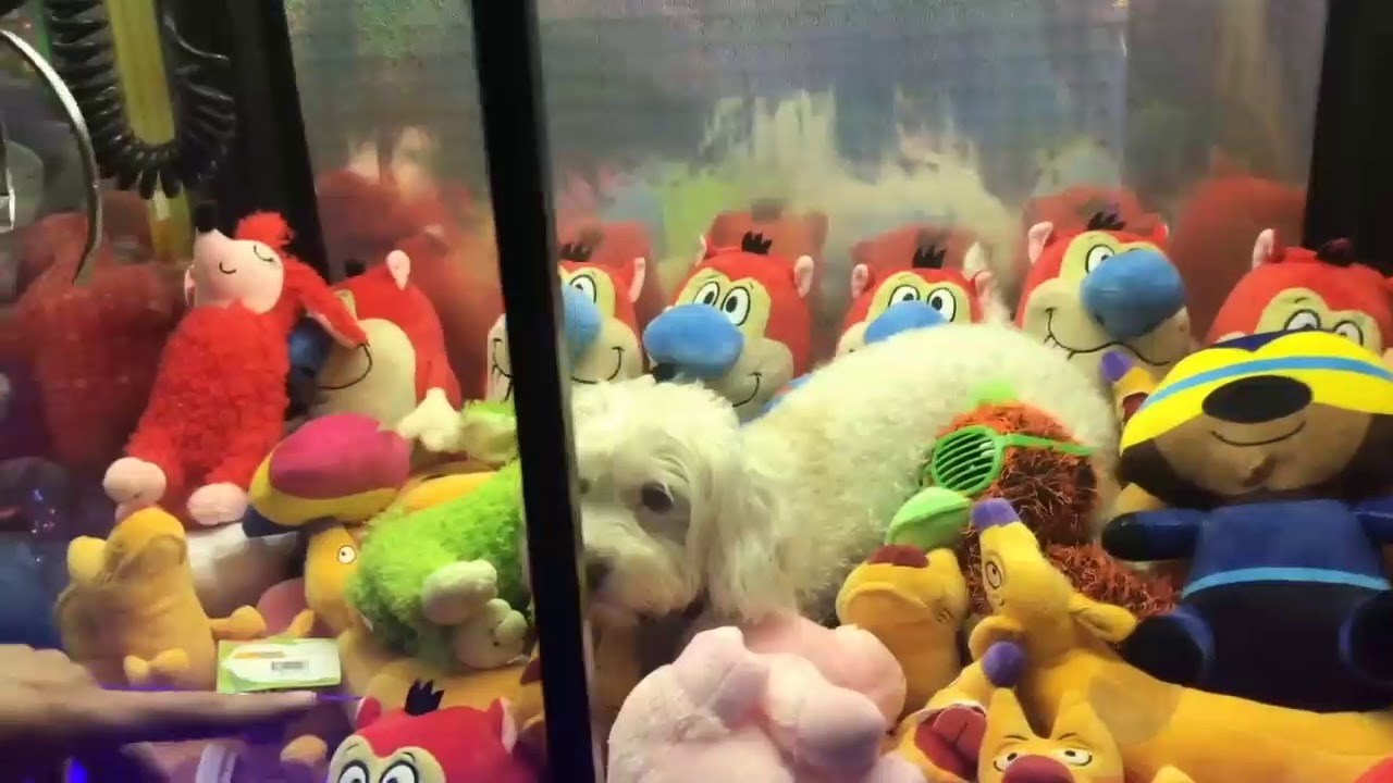 Puppy Locked inside Claw Machine, Can I win a puppy? - YouTube