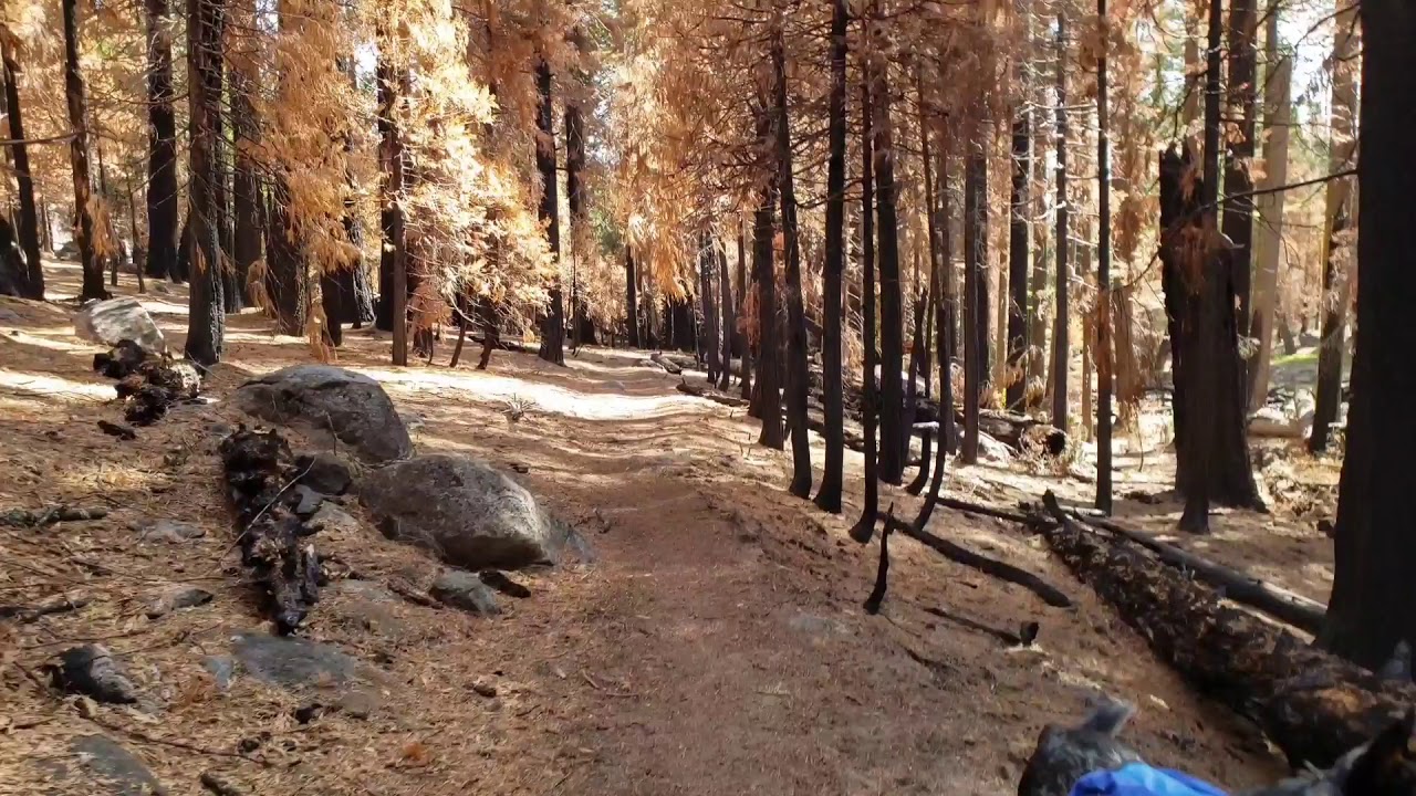 May 2020 | Caples Creek - Old Silver Loop Trail - YouTube