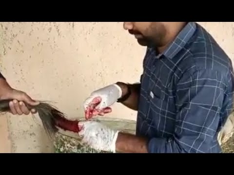 Tail Amputation in Buffalo. - YouTube