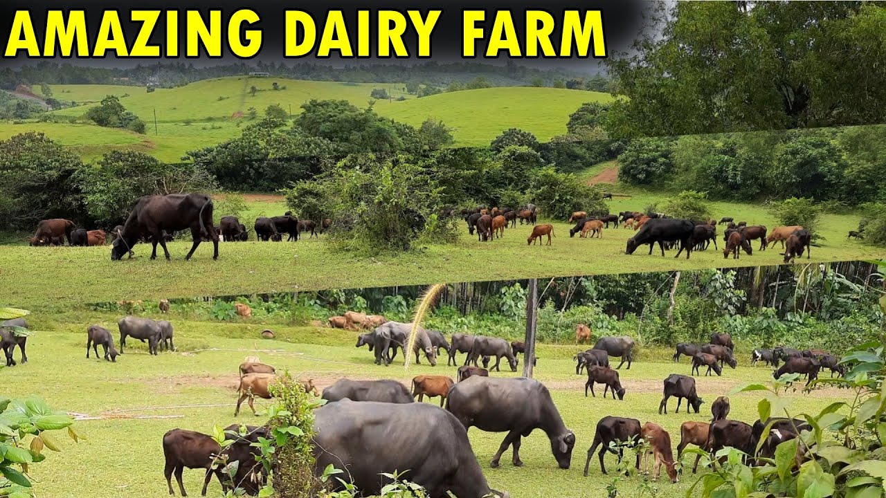Free Range Cattle Farming | Amazing Cow Farming | Incredible Dairy ...