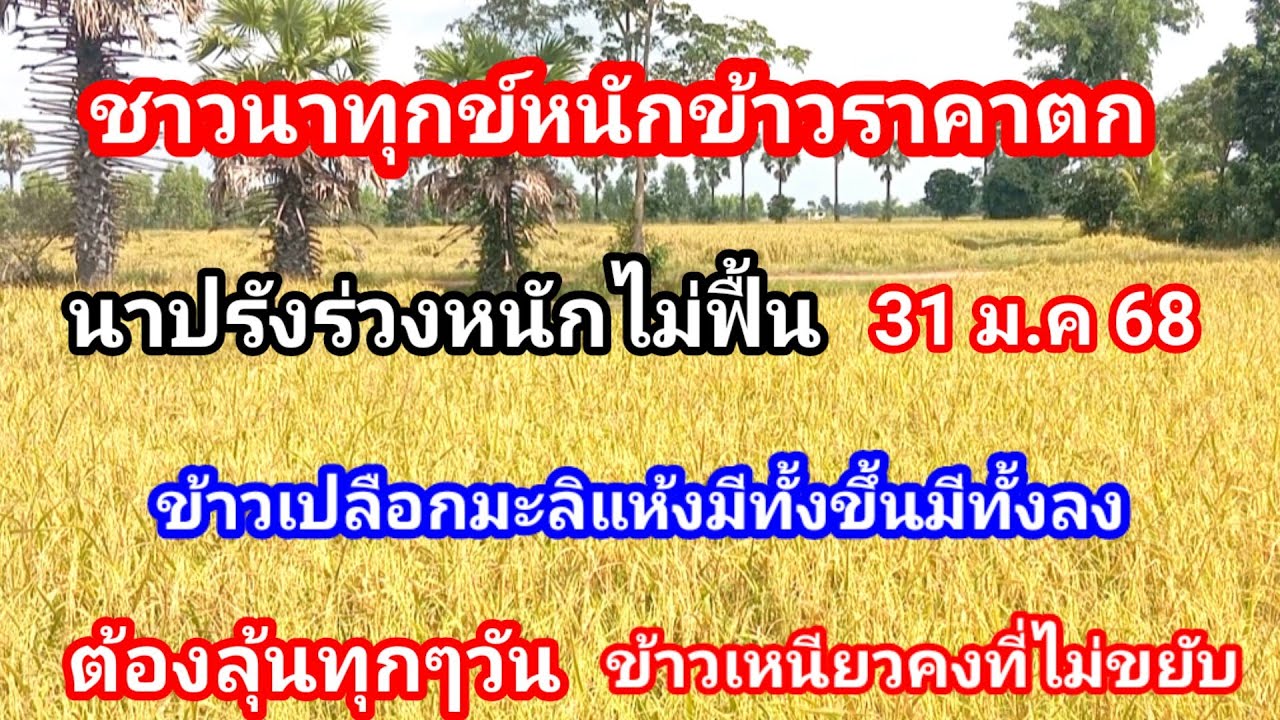 ราคาข้าวตกต่ำ!! ชาวนาทุกข์หนัก นาปรังทรุดหนัก มะลิยังทรงๆบางพื้นที่ราคา ...