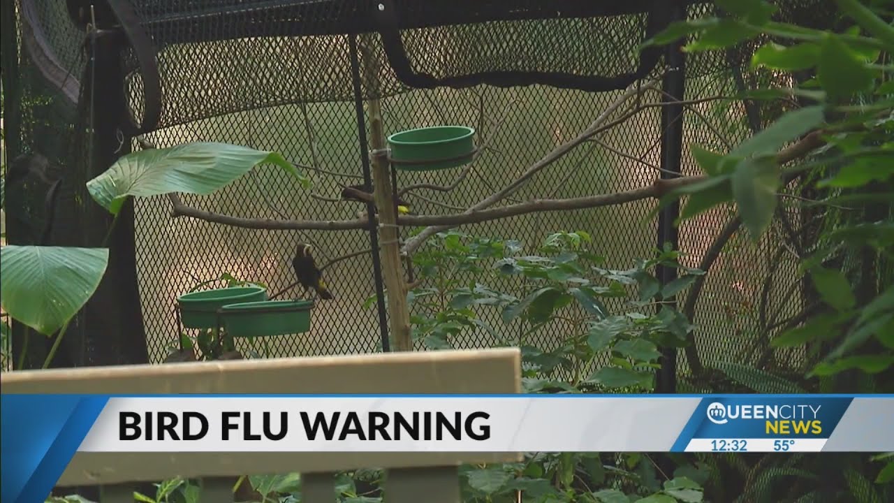 USDA issues alert over bird flu after first cases in five years found ...