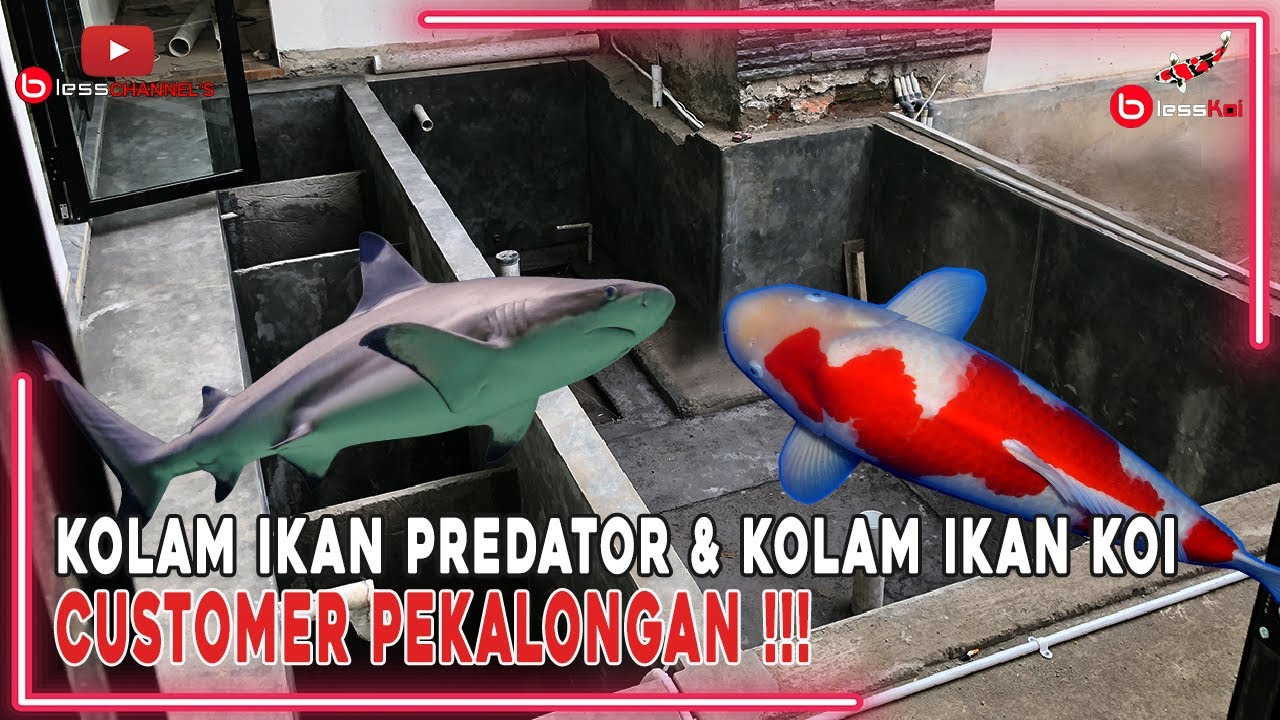 KOLAM IKAN PREDATOR & KOLAM IKAN KOI CUSTOMER PEKALONGAN - YouTube