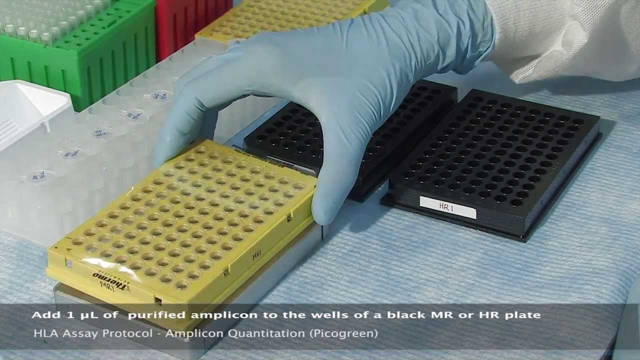 Amplicon Quantitation Picogreen - YouTube