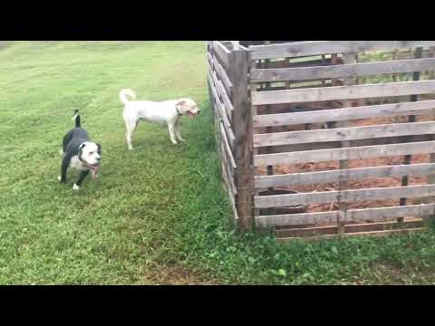 American Bulldogs and Hogs Part 2: Livestock Guardian Vs Straight Prey ...