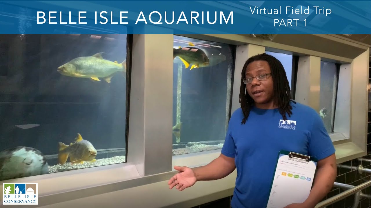 Belle Isle Aquarium | Virtual Field Trip Part 1 - YouTube