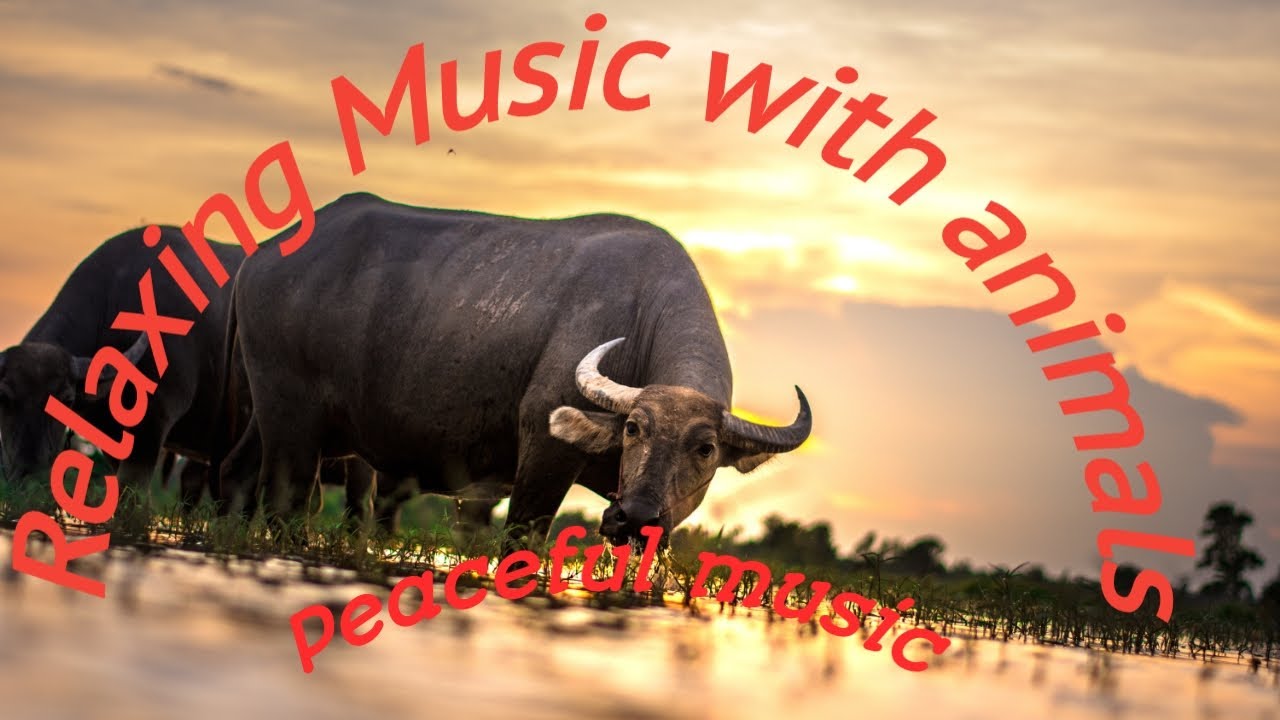 Relaxation music with Animal,Sleep music,Deep music,Calm music ...