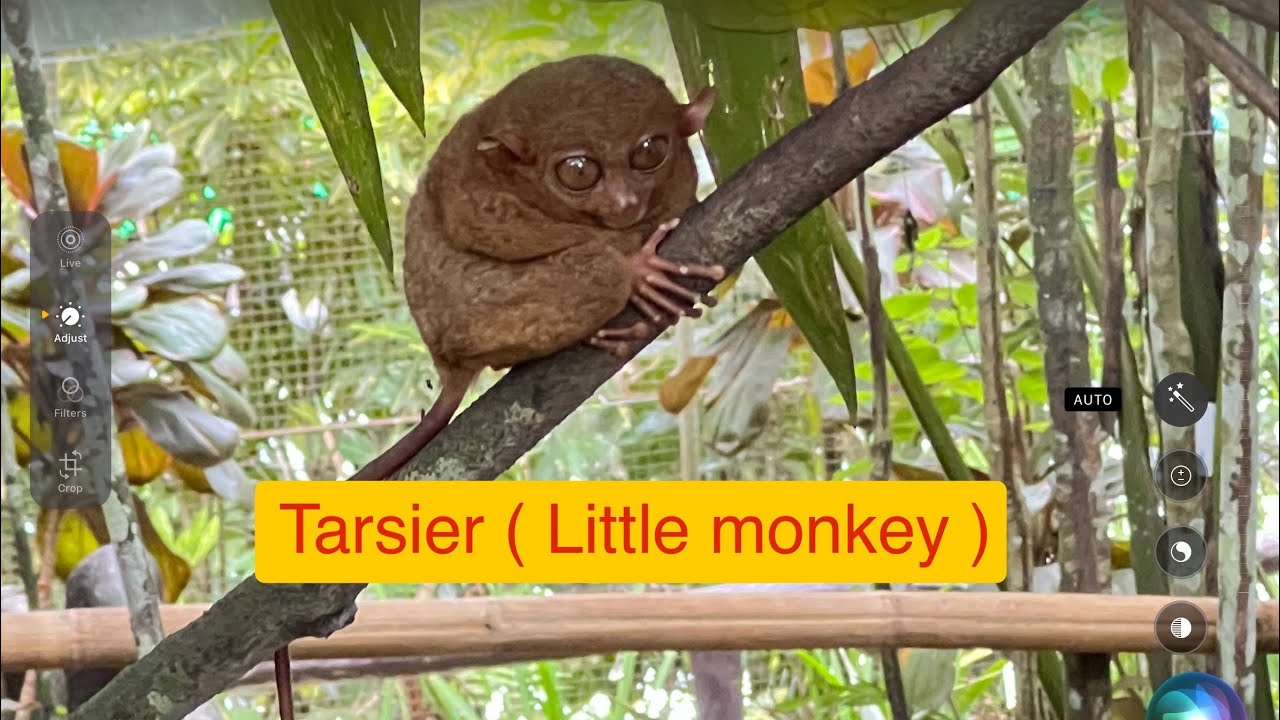 Tarsier in Corella, Bohol, Philippines - YouTube