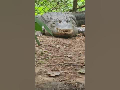 Huge alligator caught on camera - YouTube