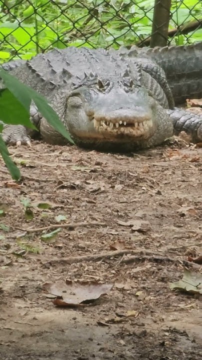 Huge alligator caught on camera - YouTube