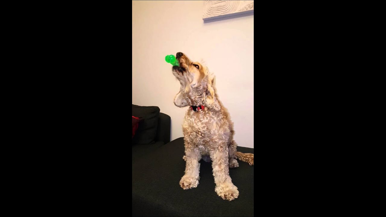 Howling cocker spaniel - YouTube