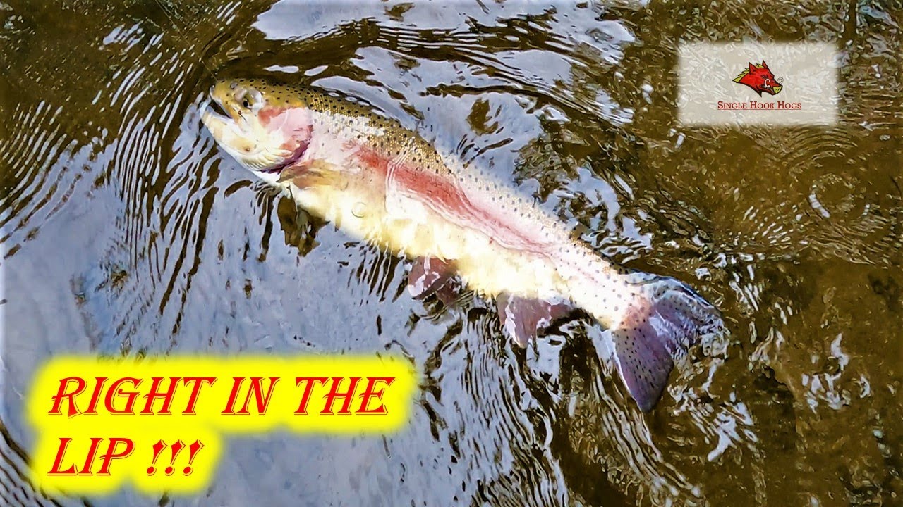 Fall Trout-Fishing [ French Creek, PA. Pt-1 ] - YouTube