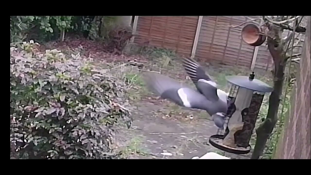 Heavy Metal Pigeon - YouTube