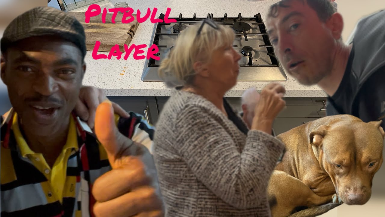 Pitbull Fight And Feeding Frenzy Manchester - YouTube