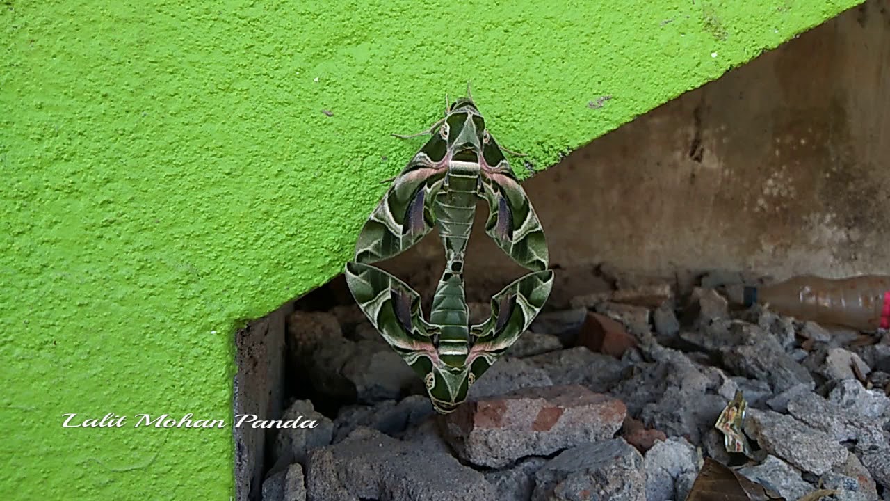 Moth mating ( Oleander Hawk Moth) # Explore With Lalit - YouTube