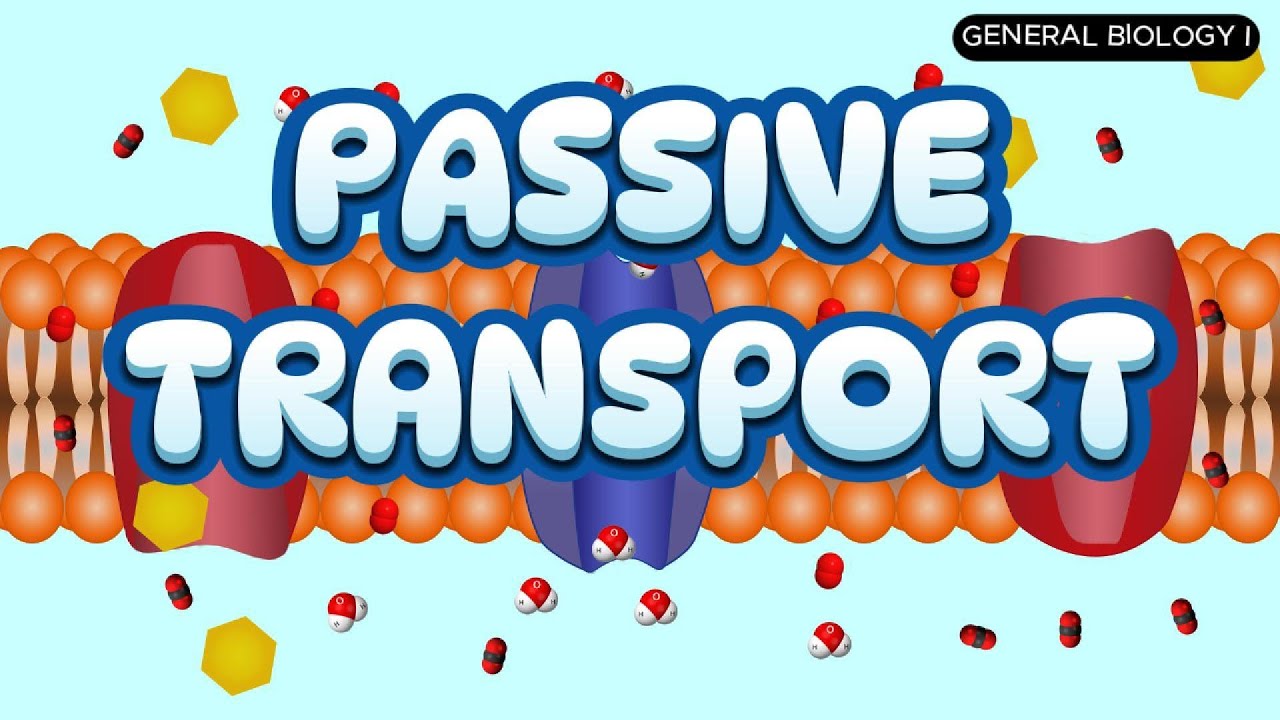 GENERAL BIOLYG I - Passive Transport ( Simple and Facilitated Diffusion ...
