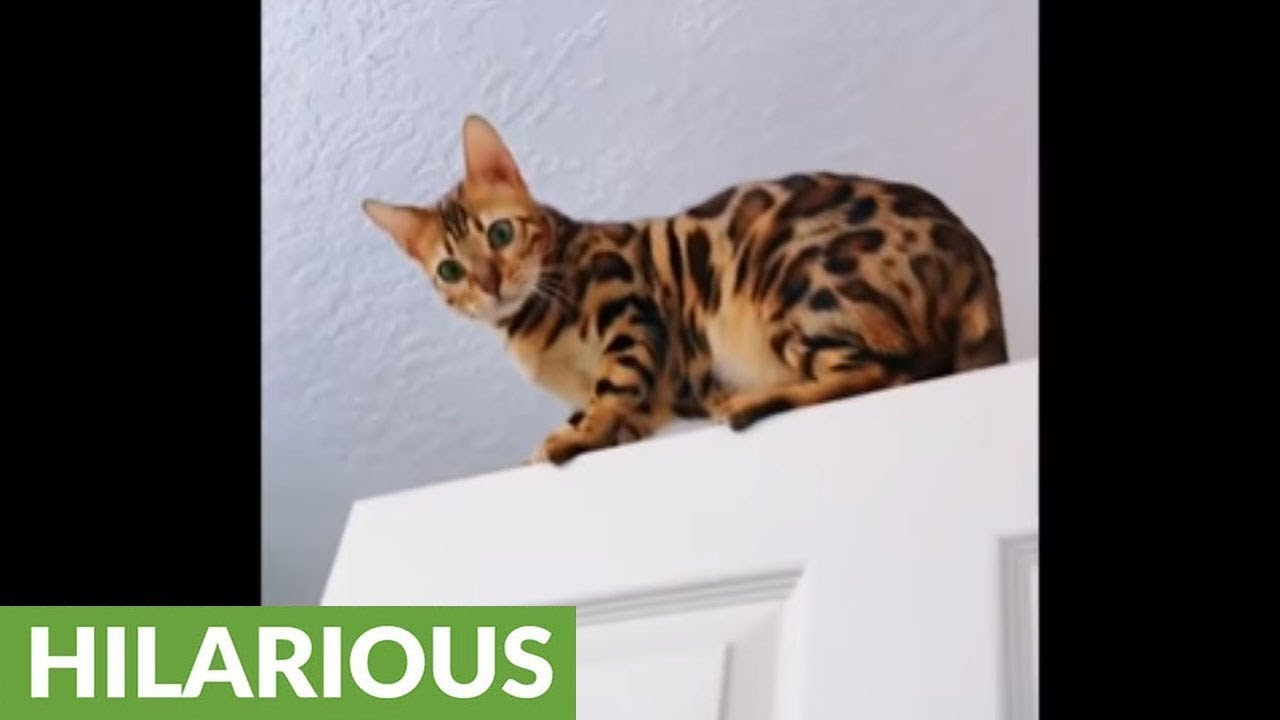 Cat totally fed up with being filmed by owner - YouTube