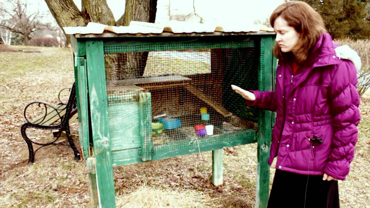 A Rabbit And How It Can Be Useful For Your Backyard Farm | Prepper Tip ...