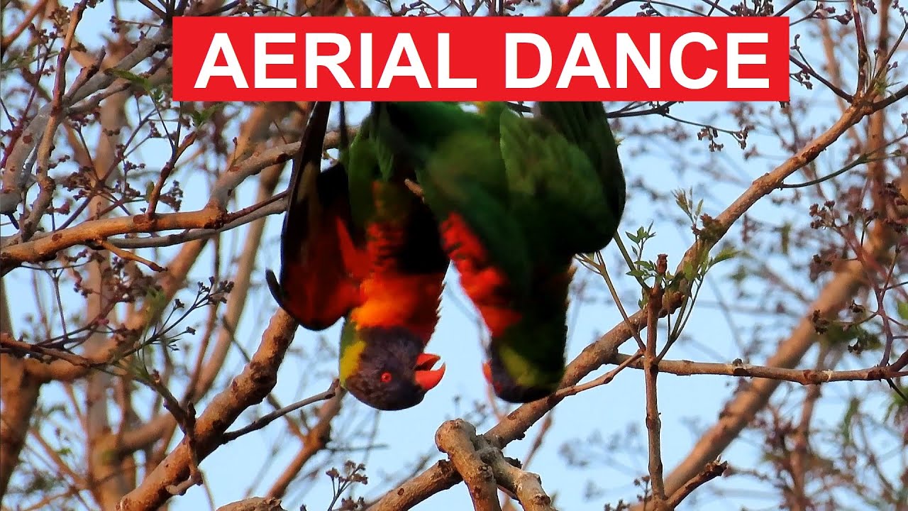 Lorikeet Aerial Dance | A Playful Evening Spectacle - YouTube
