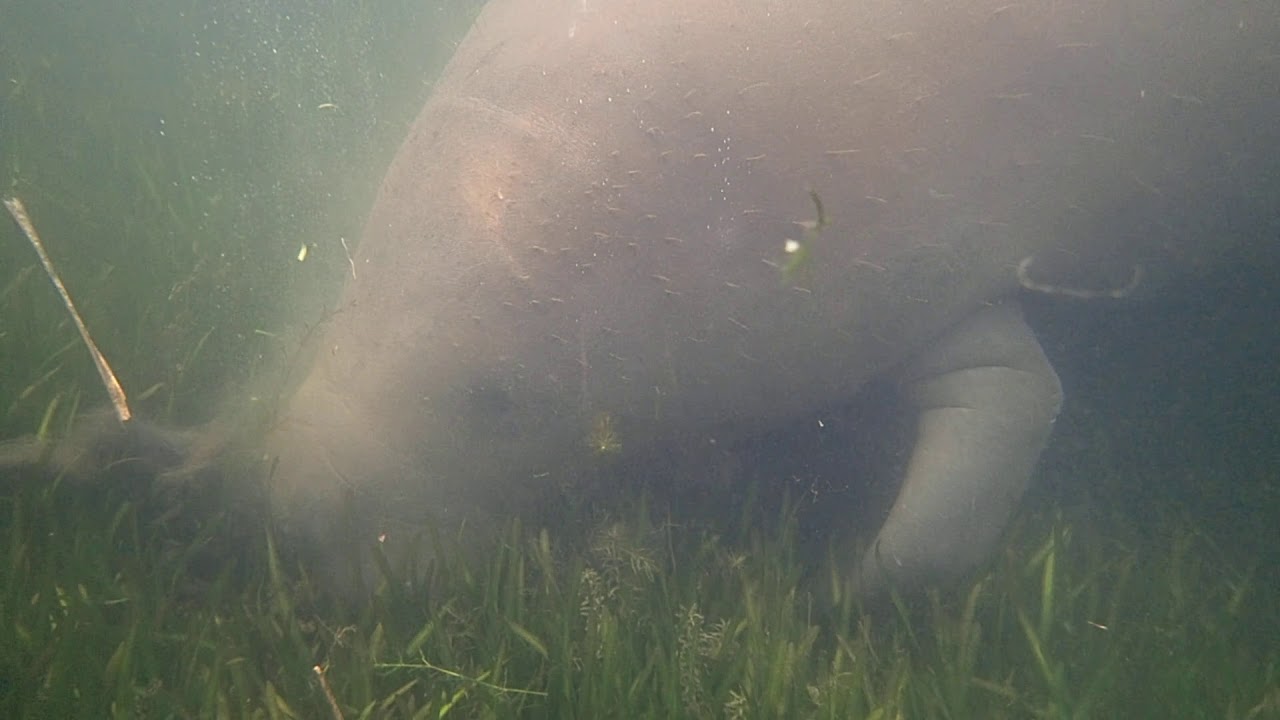 One Manatee Eating More Grass - YouTube