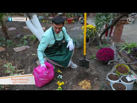 atirgullarini qanday va qachon ekish kerak?