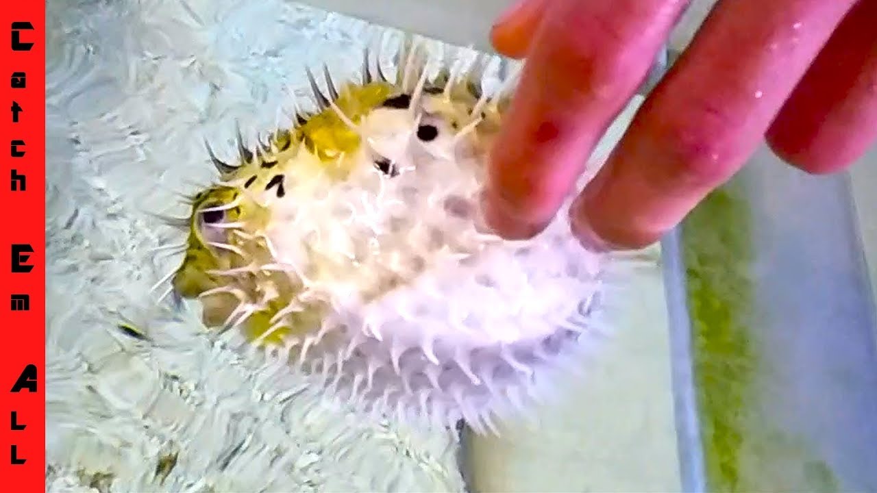 FISH JUMPED OUT of TANK SAVED! **Amazing FEEDING LIVE AQUARIUM** - YouTube