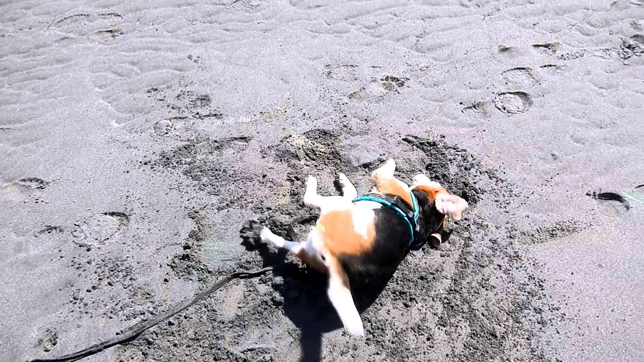 Beagle likes rolling in a beach, Seattle Discovery Park、ビーグルと一緒、シアトル生活 ...
