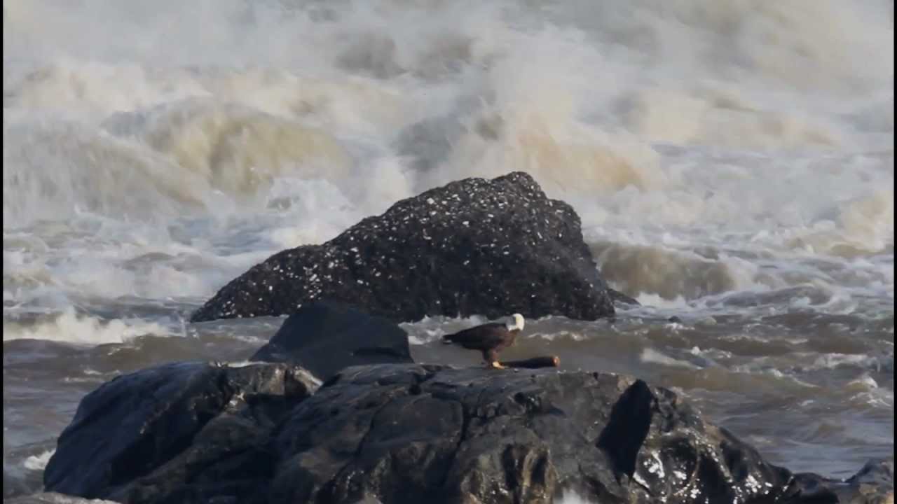 Bald Eagles of Conowingo Dam - YouTube