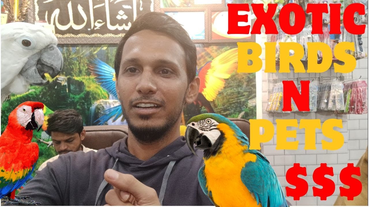 2 LAKH WORTH COCKATOO | BEST EXOTIC PET SHOP IN AHMEDABAD | AL-SUGRA ...