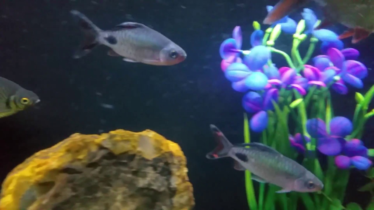 Colors of the Filament Barbs Dawkinsia Filamentosa - YouTube