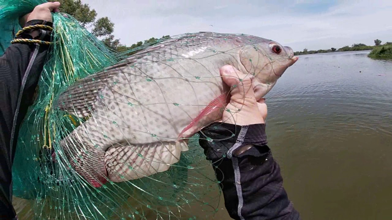 Pesca de MOJARRAS GIGANTES en aguas poco profundas - YouTube