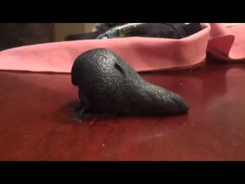 Metal eating slug - YouTube