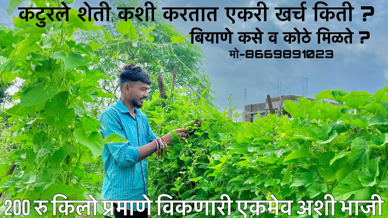 🔴 कटूरल्याचे (कंटोली) बियाणे कोठे मिळते ? | बियाणे कसे तयार केले जाते ...