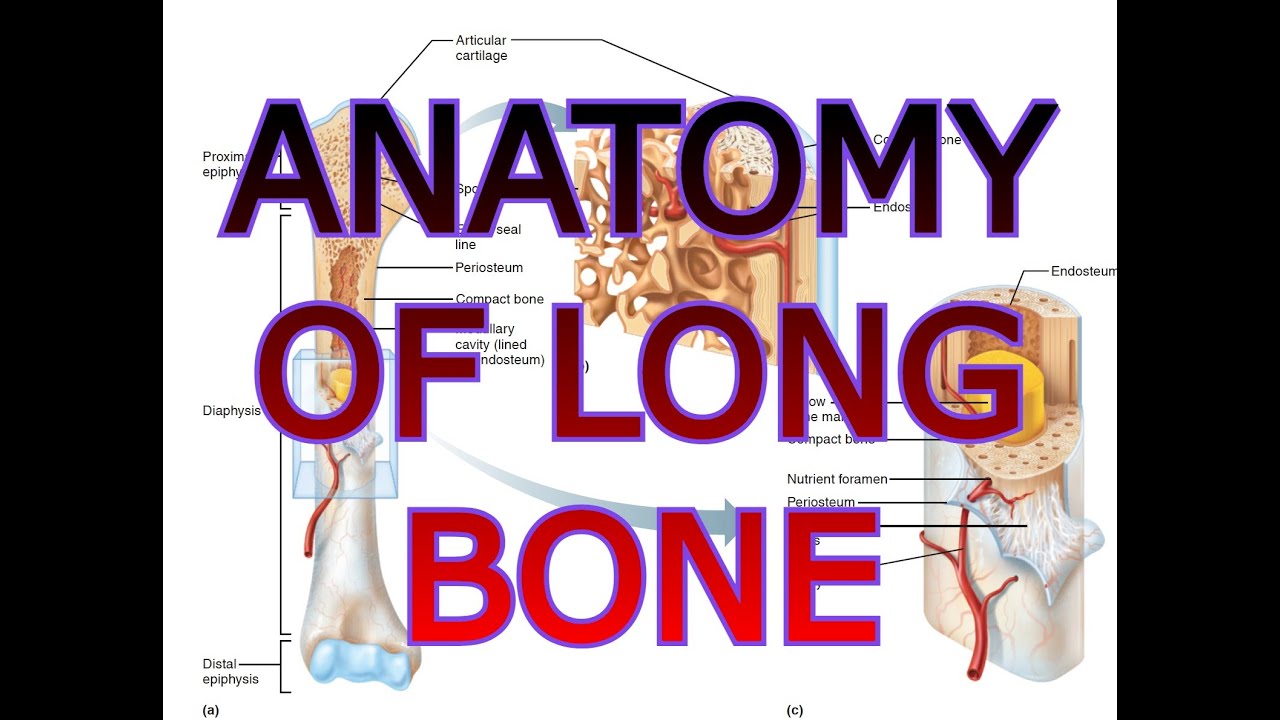 ANATOMY OF A LONG BONE - YouTube