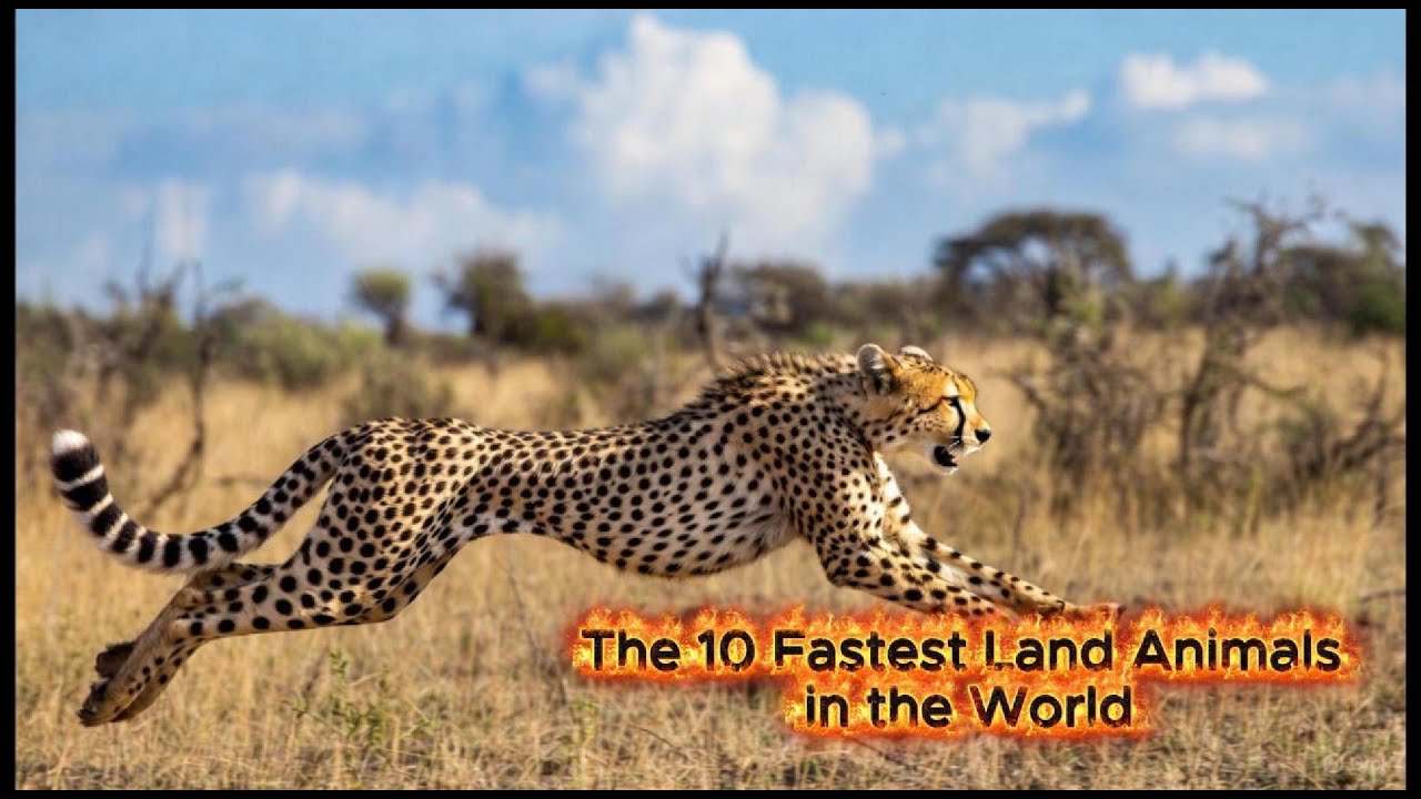 The 10 Fastest Land Animals in the World - YouTube