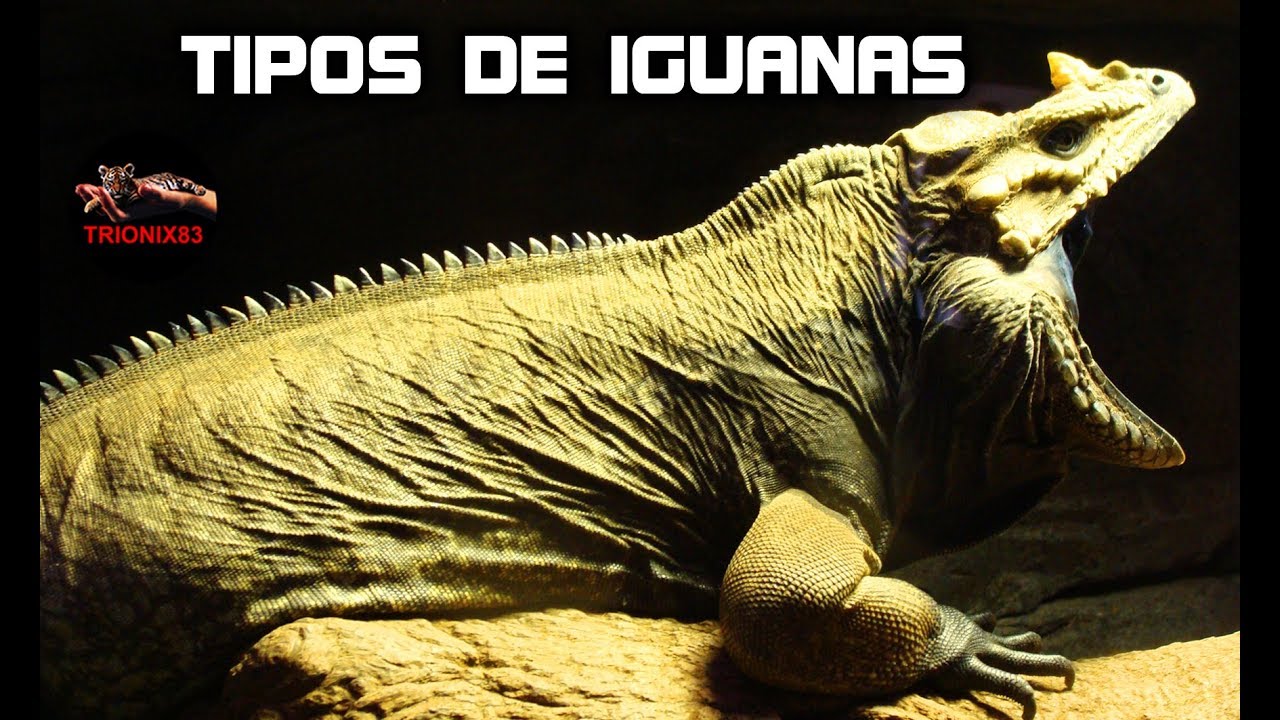 Iguanas gigantes verdes ¿Cuáles son Las iguanas mas grandes del mundo ...