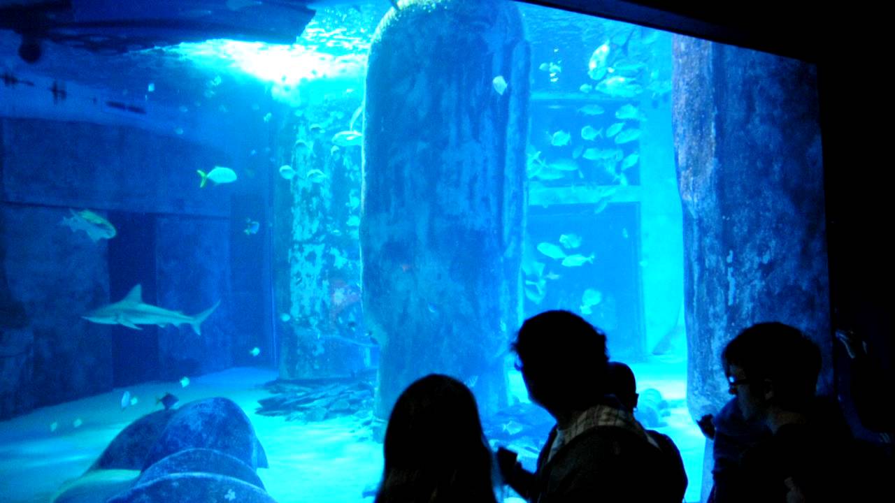 Shark tank at the London Aquarium - YouTube