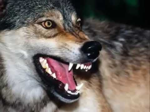 dombura