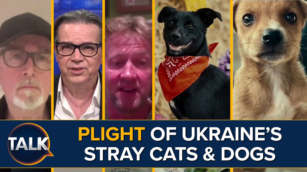 “Unchecked Canines And Outbreaks Of Rabies” Plight Of Ukraine’s Stray ...