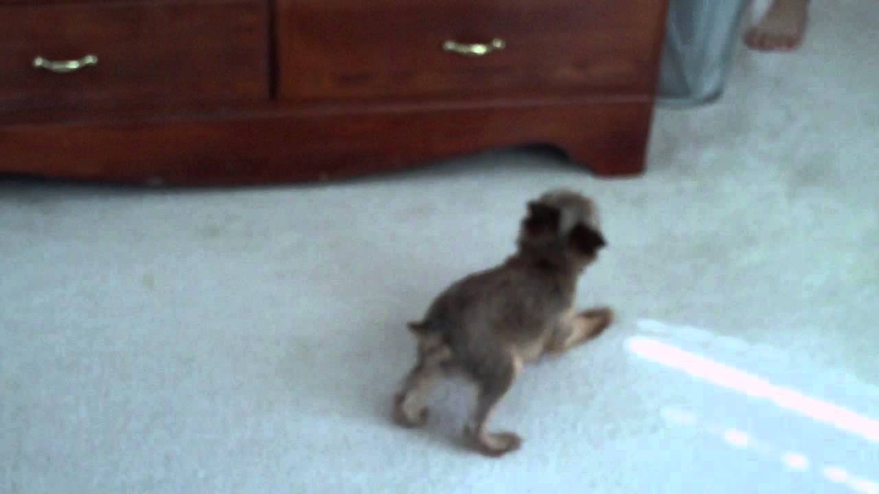 Hyper Puppy - YouTube