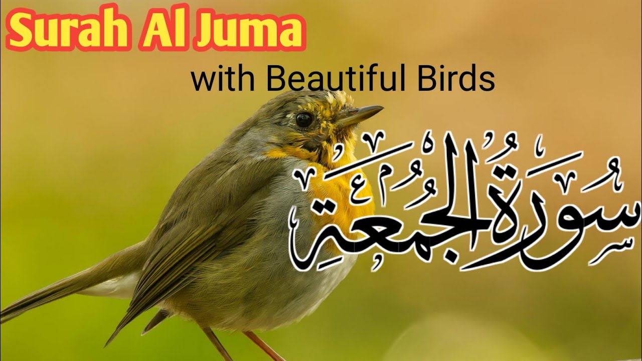 Surah Al Juma Beautiful Tilwat With Birds |Surah Juma ki Tilwat - YouTube